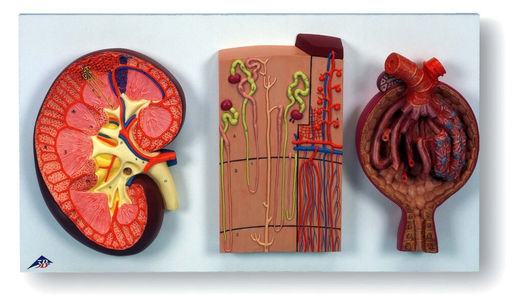 Nyre Sektion, nefroner, blodkar og Renal corpuscle - EuroDidact Eshop